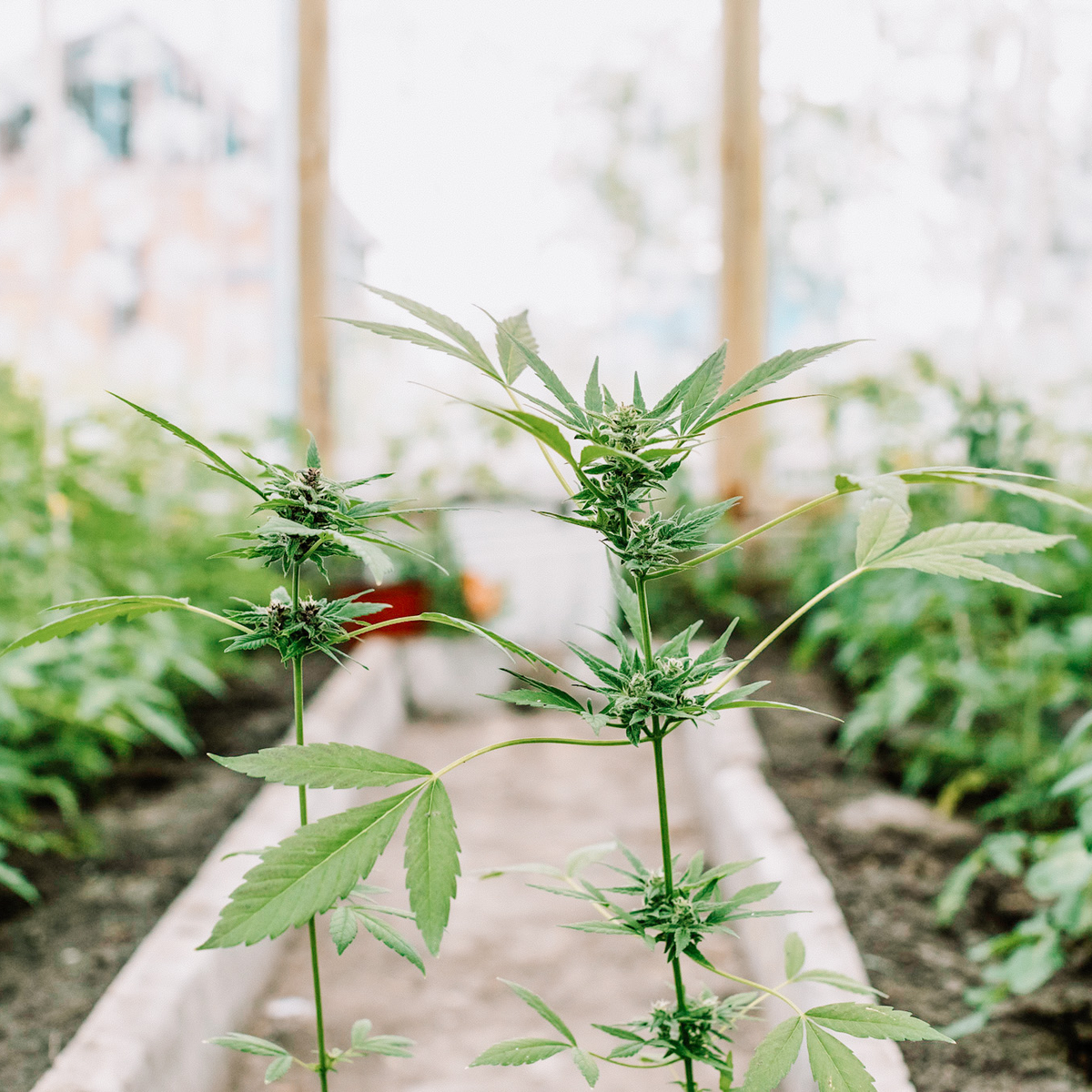 CBD + CBG = Cellförnyelseprocessen – 1753 SKINCARE