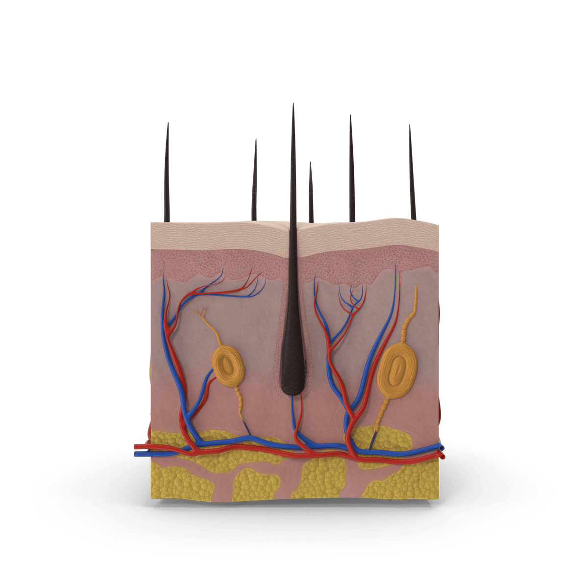 Endocannabinoidsystemet i huden - Vad är det? – 1753 SKINCARE