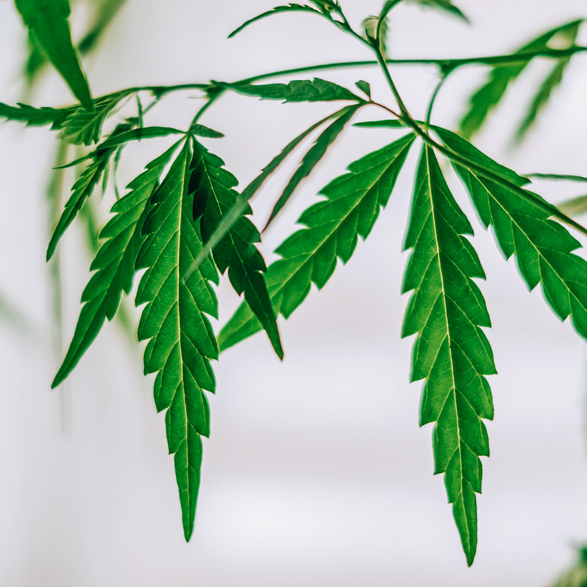 Skillnaden på Cannabis, Marijana och Hampa – 1753 SKINCARE